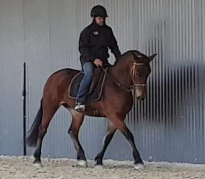 Getting to know us.. – Adam Sutton – AllroundHorsemanship