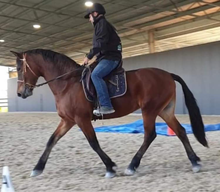 Getting to know us.. – Adam Sutton – AllroundHorsemanship